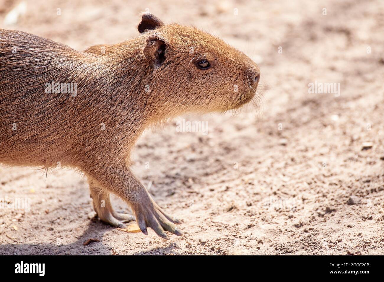 Cute Baby Capybaras