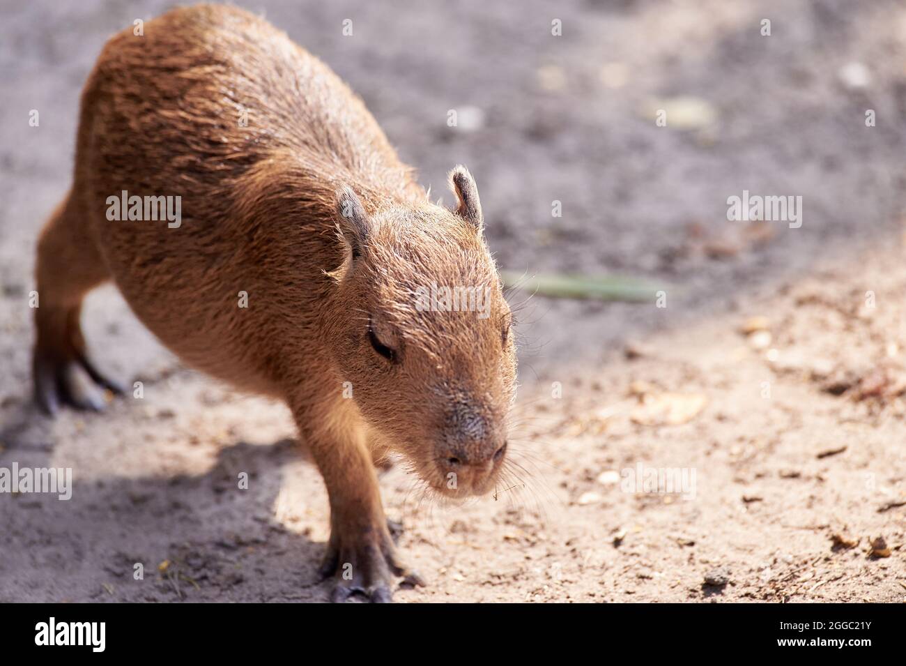 A beautiful funny capybara mammal in the park. Cute face Hydrochoerus ...