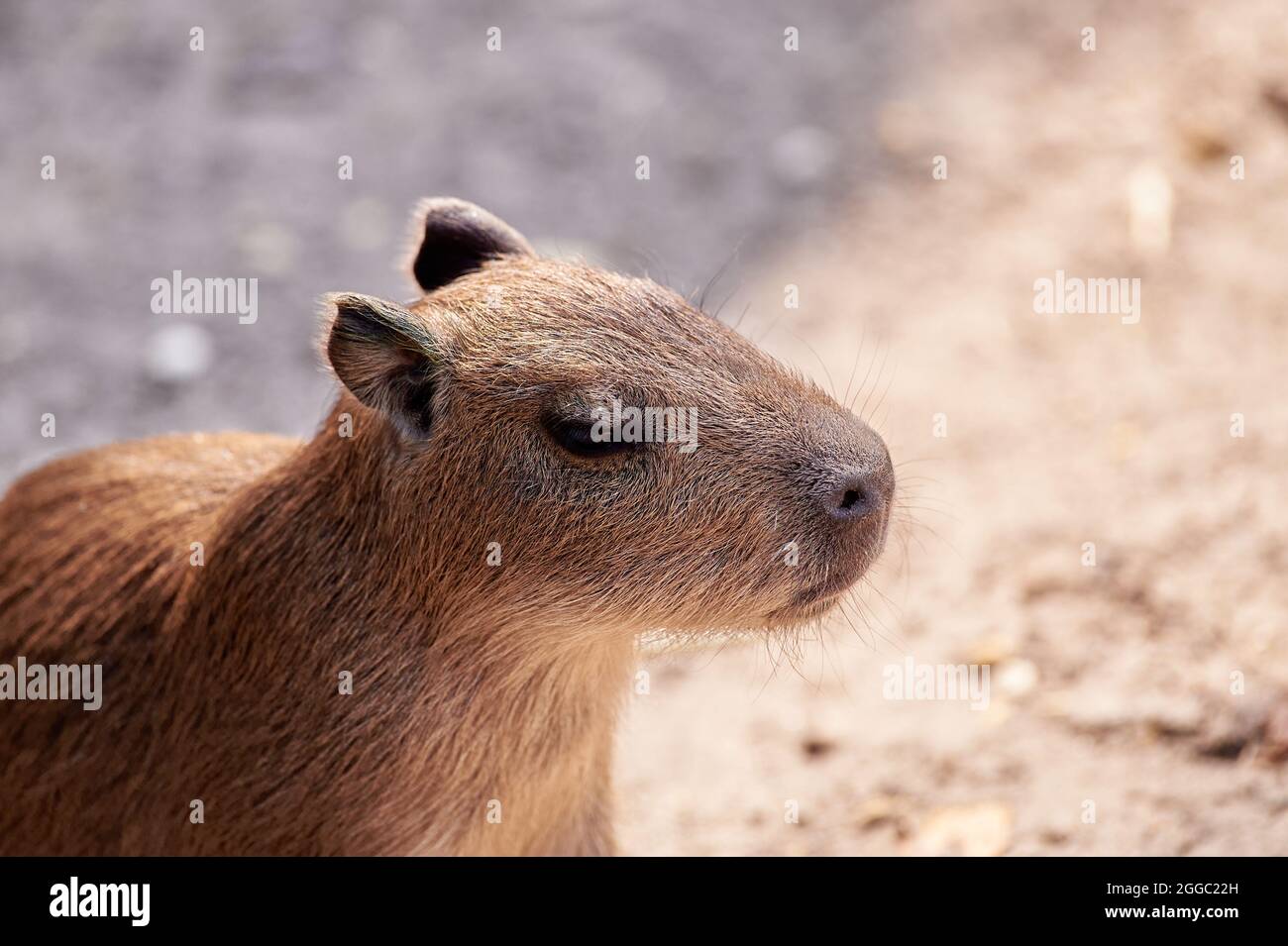 A beautiful funny capybara mammal in the park. Cute face Hydrochoerus ...