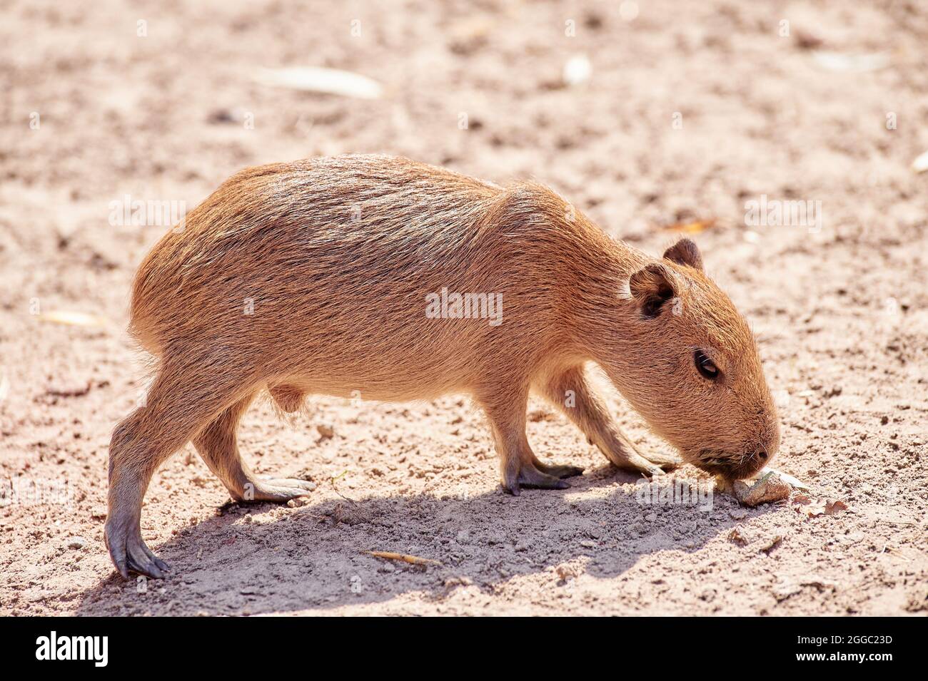 A beautiful funny capybara mammal in the park. Cute face Hydrochoerus ...