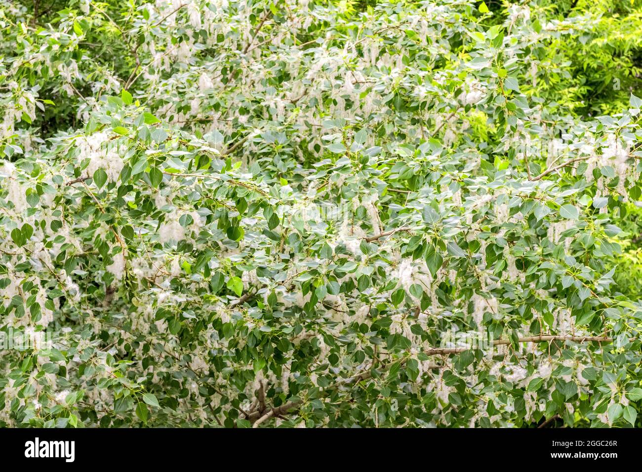 Poplar fluff in the twig among green leaves Stock Photo - Alamy