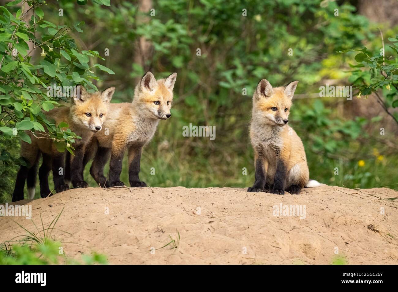Red fox hunting america forest hi-res stock photography and images - Alamy