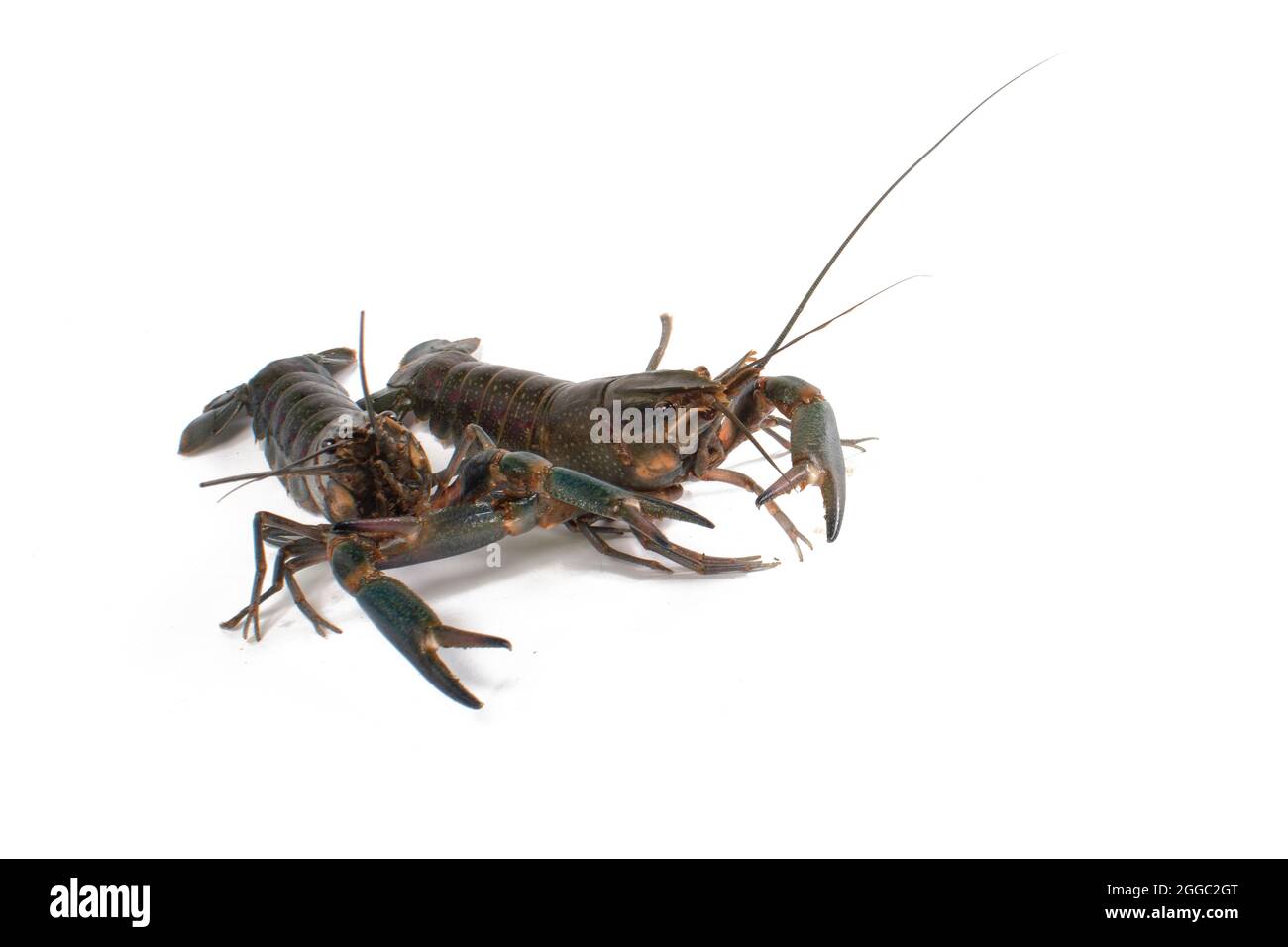 Marine studio Cut Out Stock Images & Pictures - Alamy