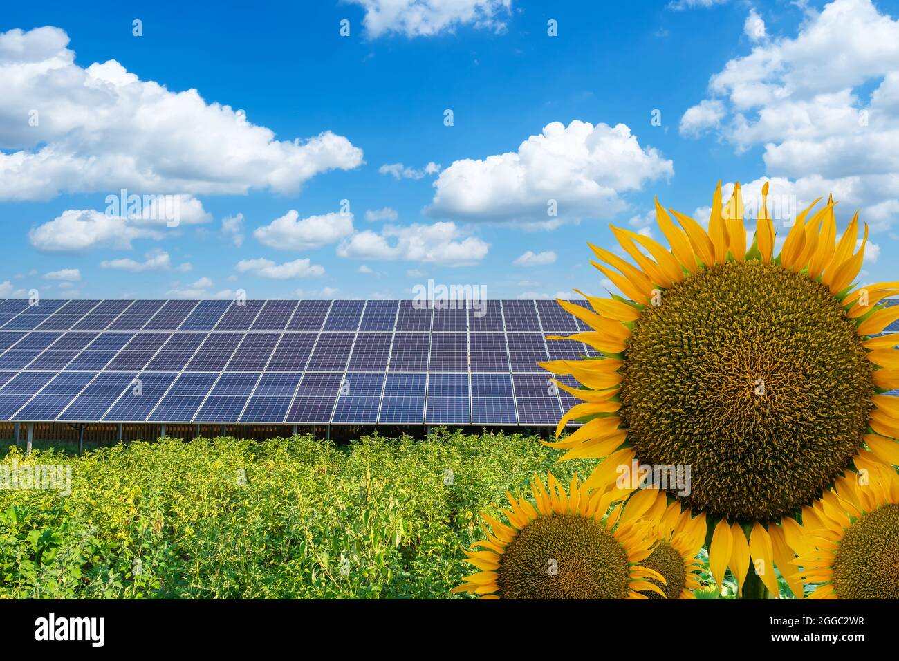 Solar panels on a solar farm and sunflower under a blue cloudy sky ...
