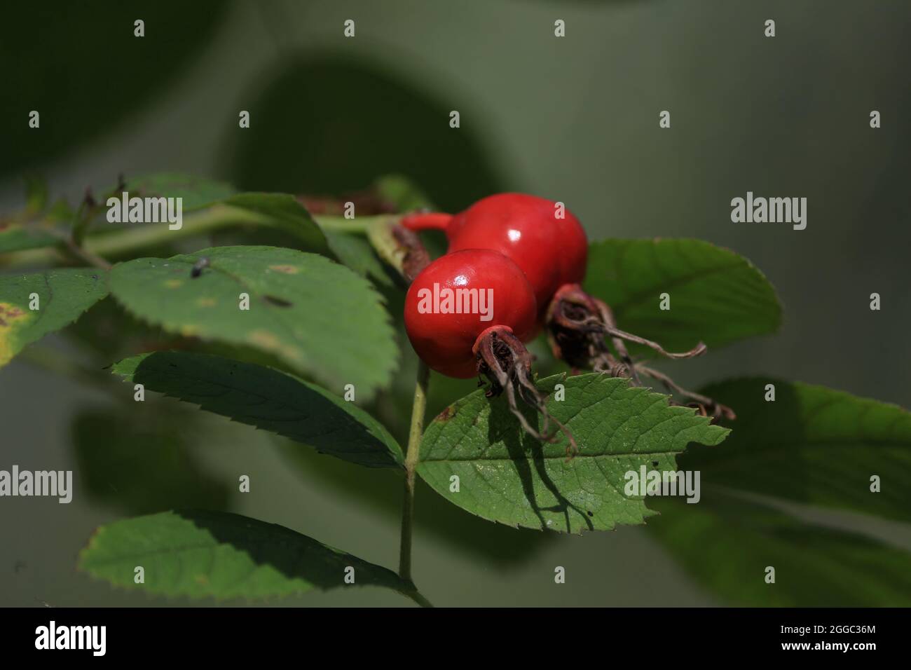 Rosehip branch with ripe red glossy berries and green leaves in ...