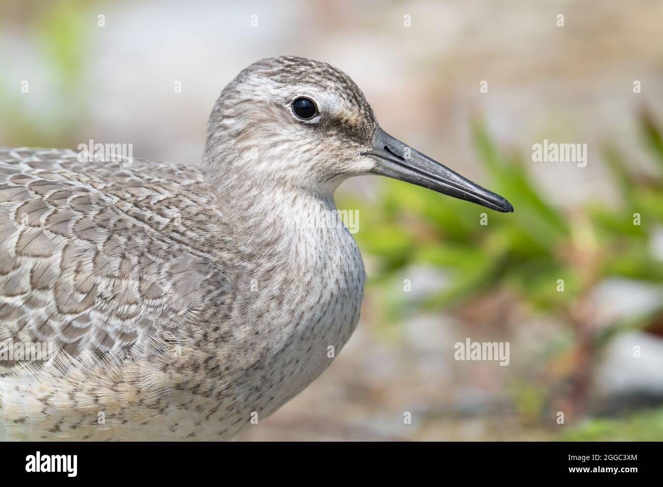 An endangered red knot in non-breeding plumage walks along the rocky ...