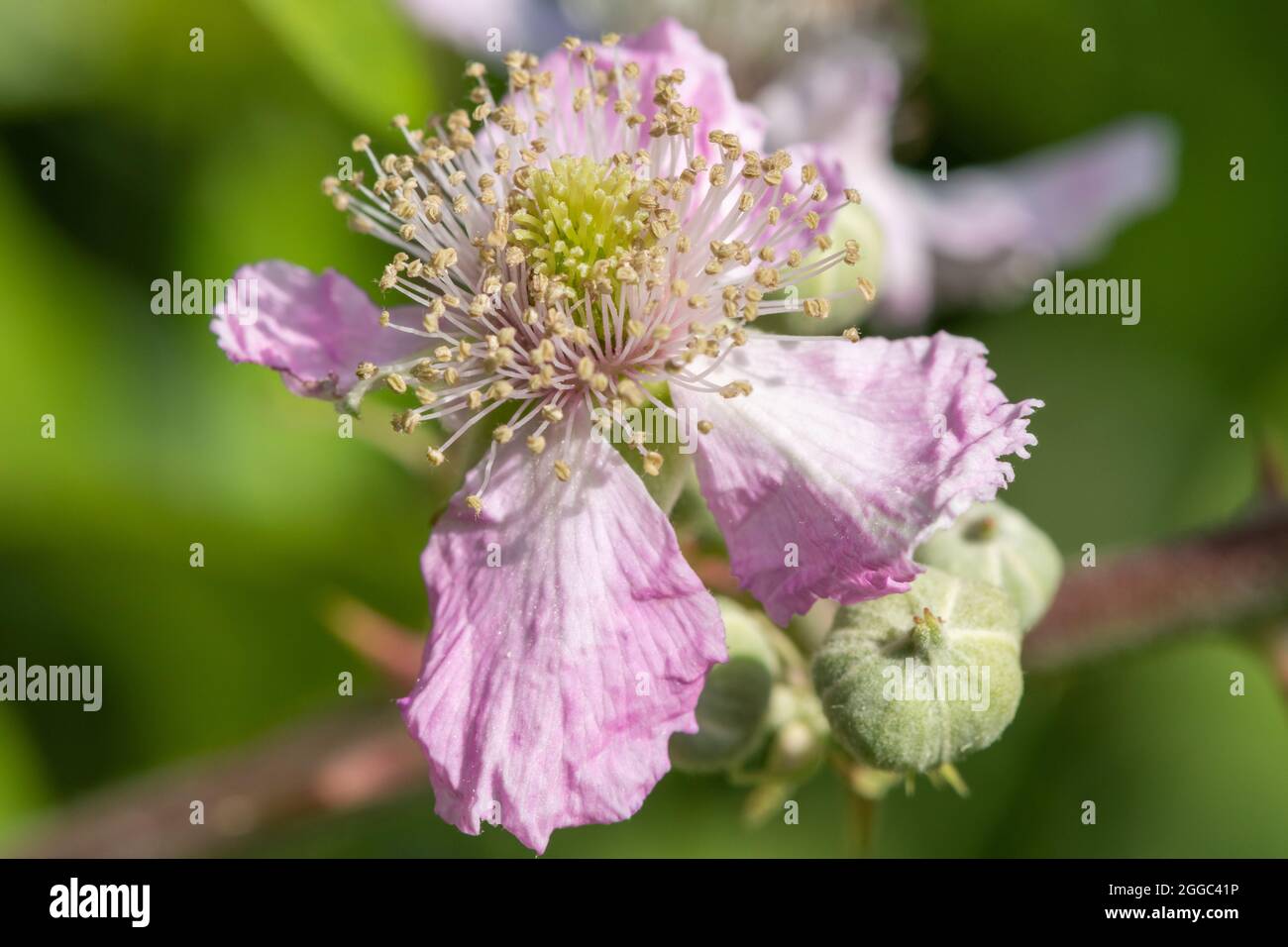 Macro shot of a pink flower on a common bramble (rubus fruticosus ...
