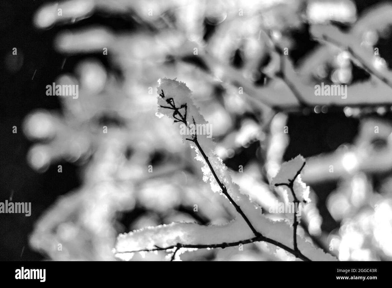 Snow-covered branch at night in the winter. Black-and-white photo Stock ...