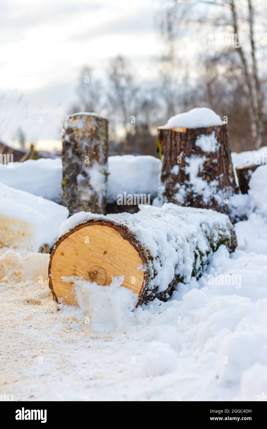Log close up. The firewood covered with snow in the winter Stock Photo ...