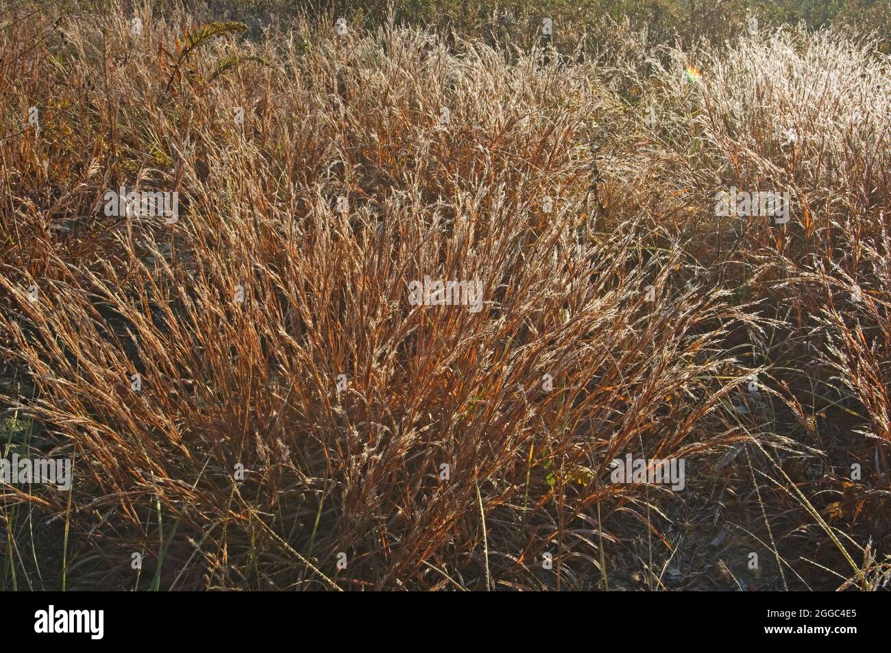 Bluestem hi-res stock photography and images - Alamy