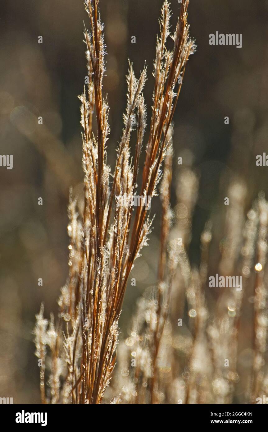 Bluestem hi-res stock photography and images - Alamy