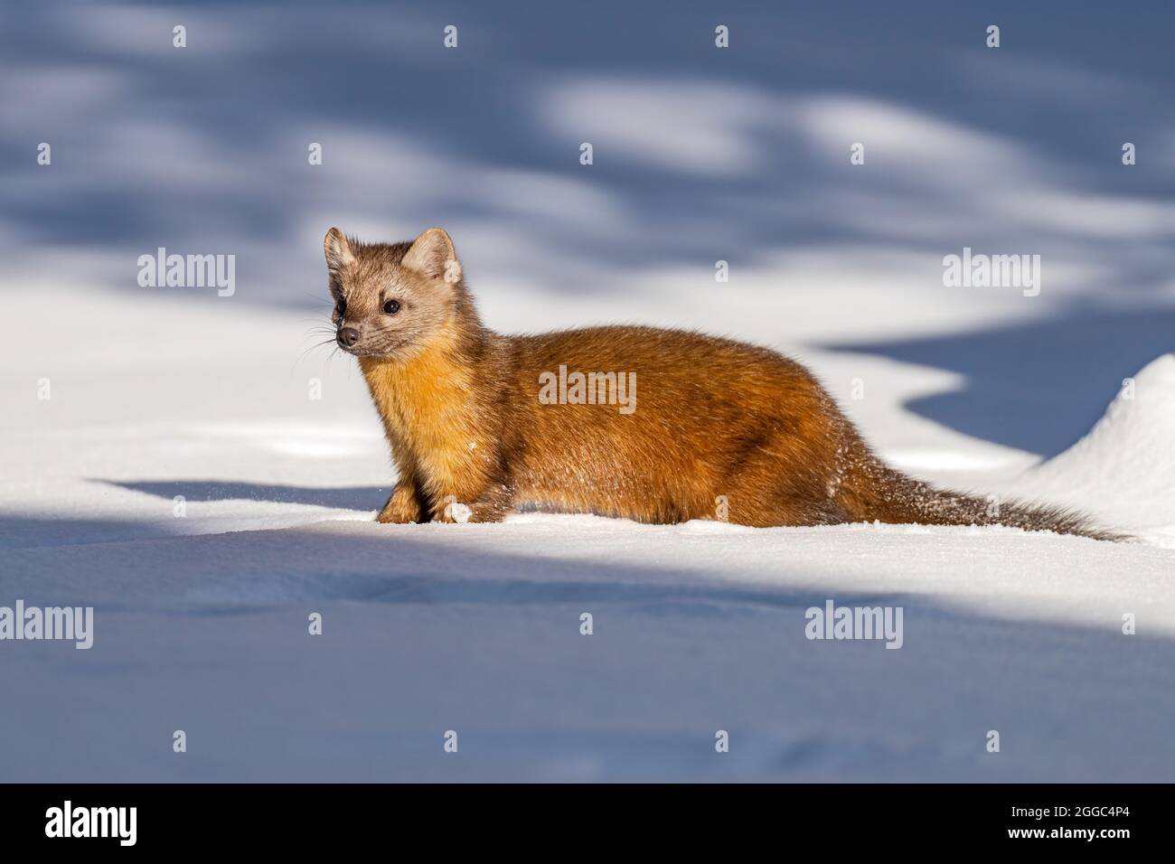 Yellowstone american marten hi-res stock photography and images - Alamy