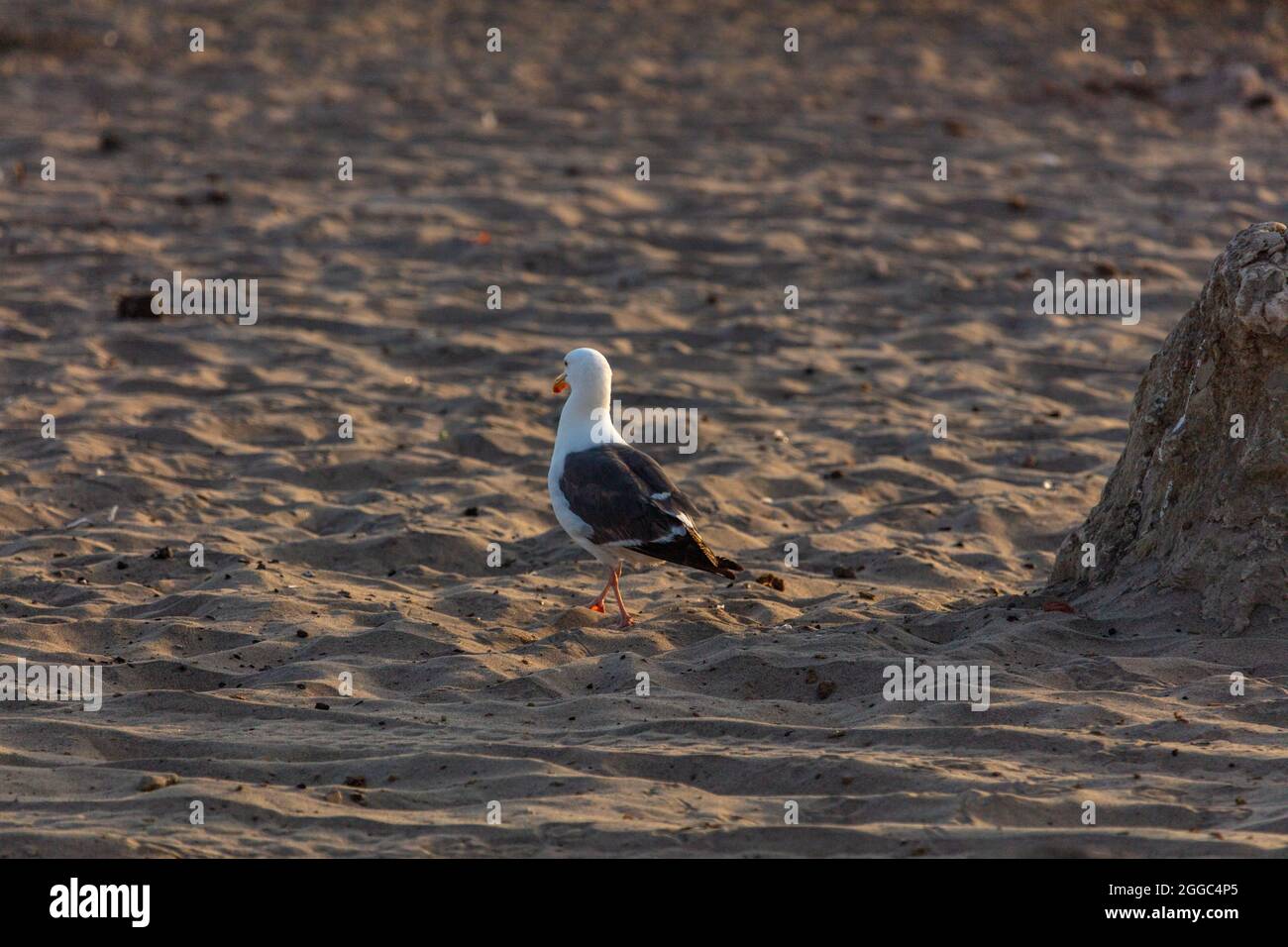 Beautiful sunset at a beautiful beach in Baja California, Mexico Stock ...