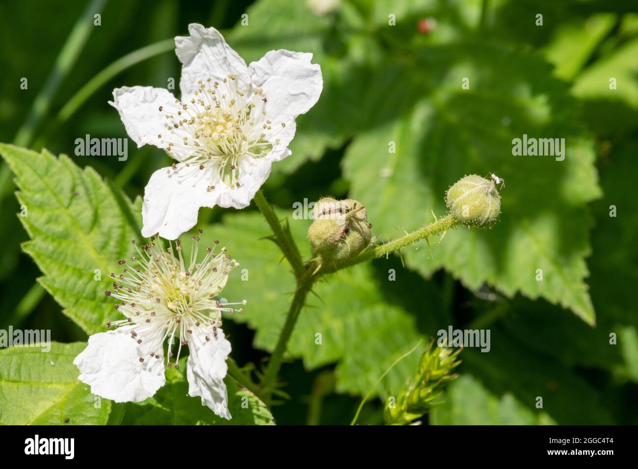 Close up of white flowers on a common bramble (rubus fruticosus) plant ...