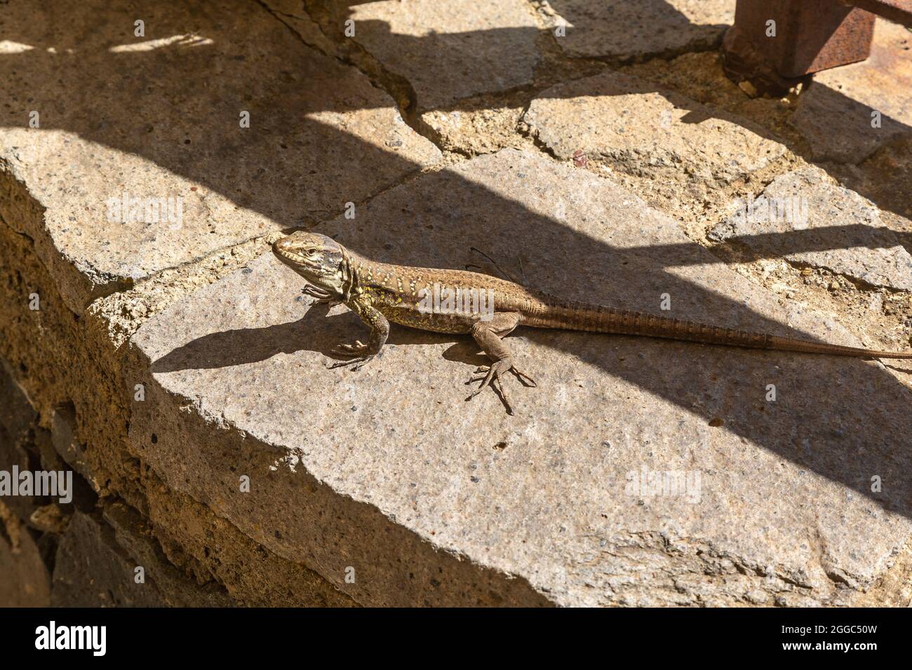 Side shot of a lizard on the stone under the sun Stock Photo - Alamy