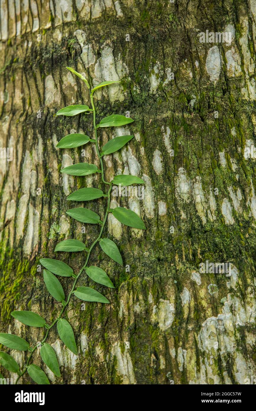 Traditional drum (YAK BERAYA) on white background Stock Photo - Alamy