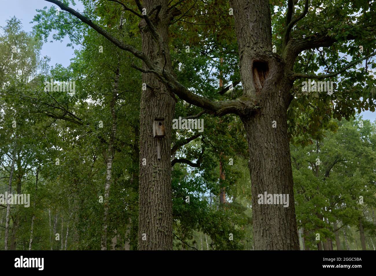 Bird house on an oak tree with green leaves. Nature concept. Ecology ...