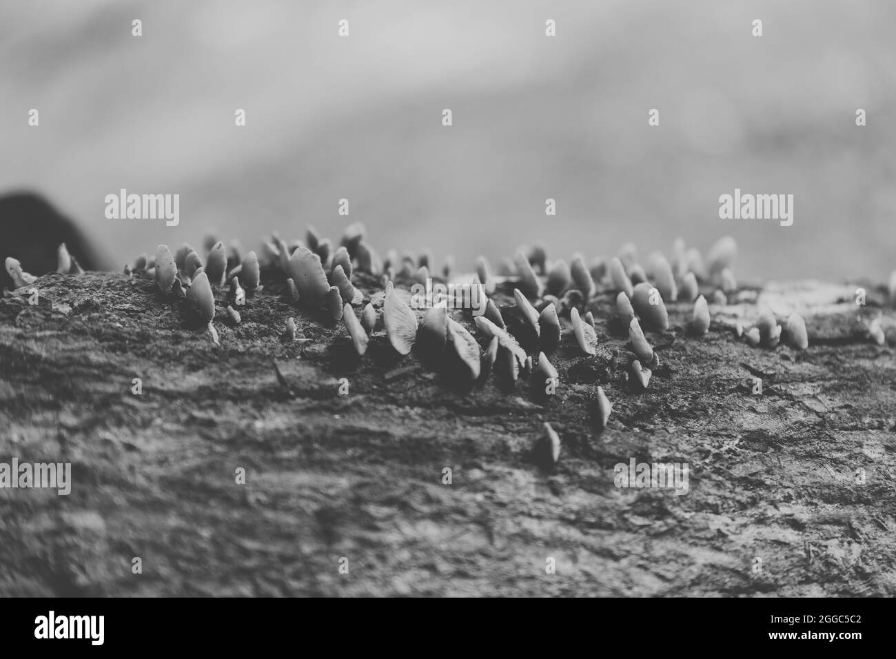 Traditional drum (YAK BERAYA) on white background Stock Photo - Alamy