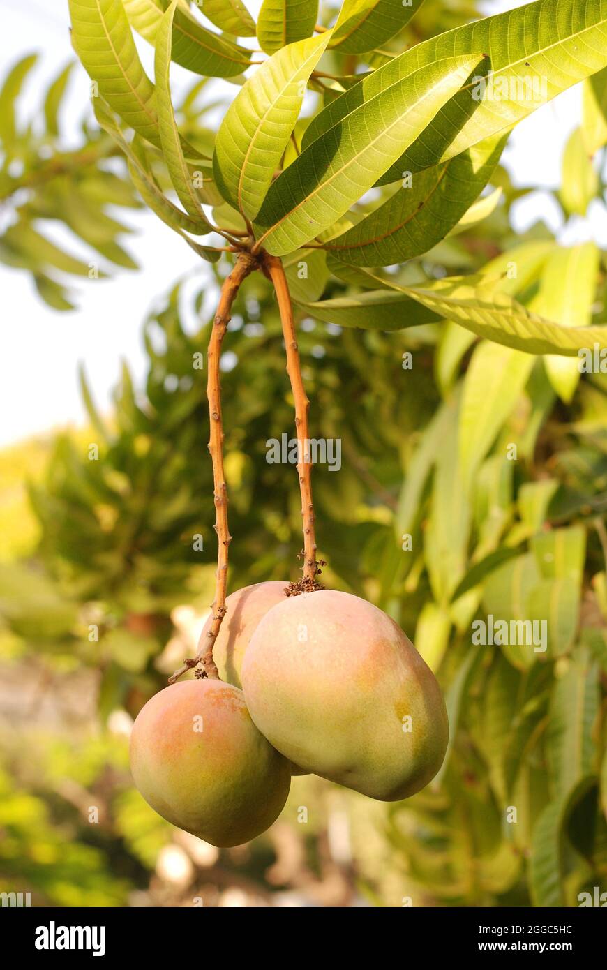 Closeup shot of mango fruits on a mango tree (Mangifera indica) under ...