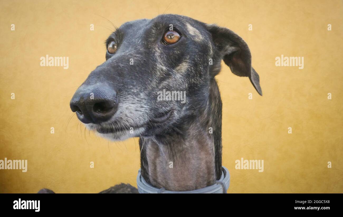 Shot of the face of a dog looking weirdly surprised in the yellow ...