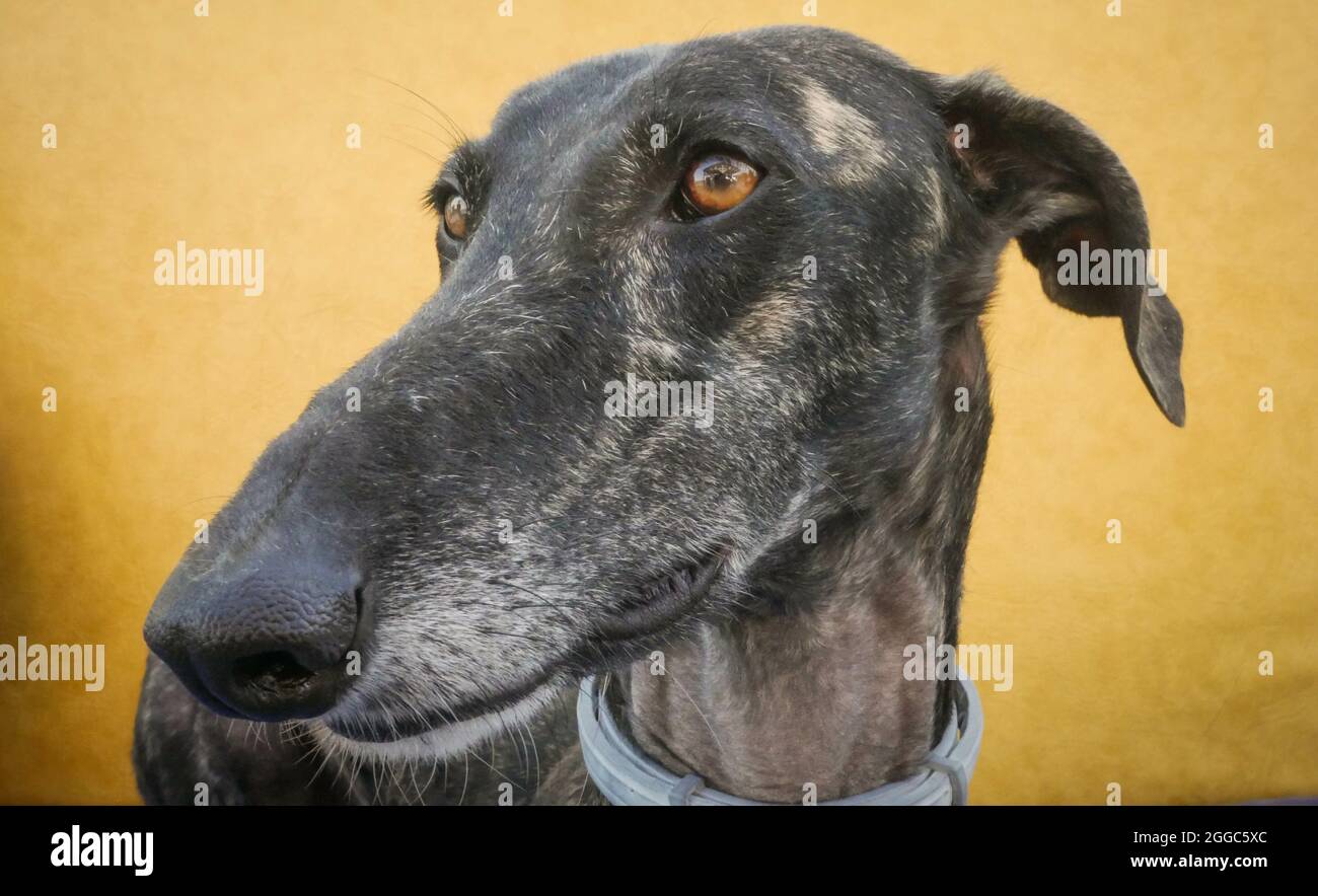 Shot of the face of a dog with a long face looking to the side on the ...