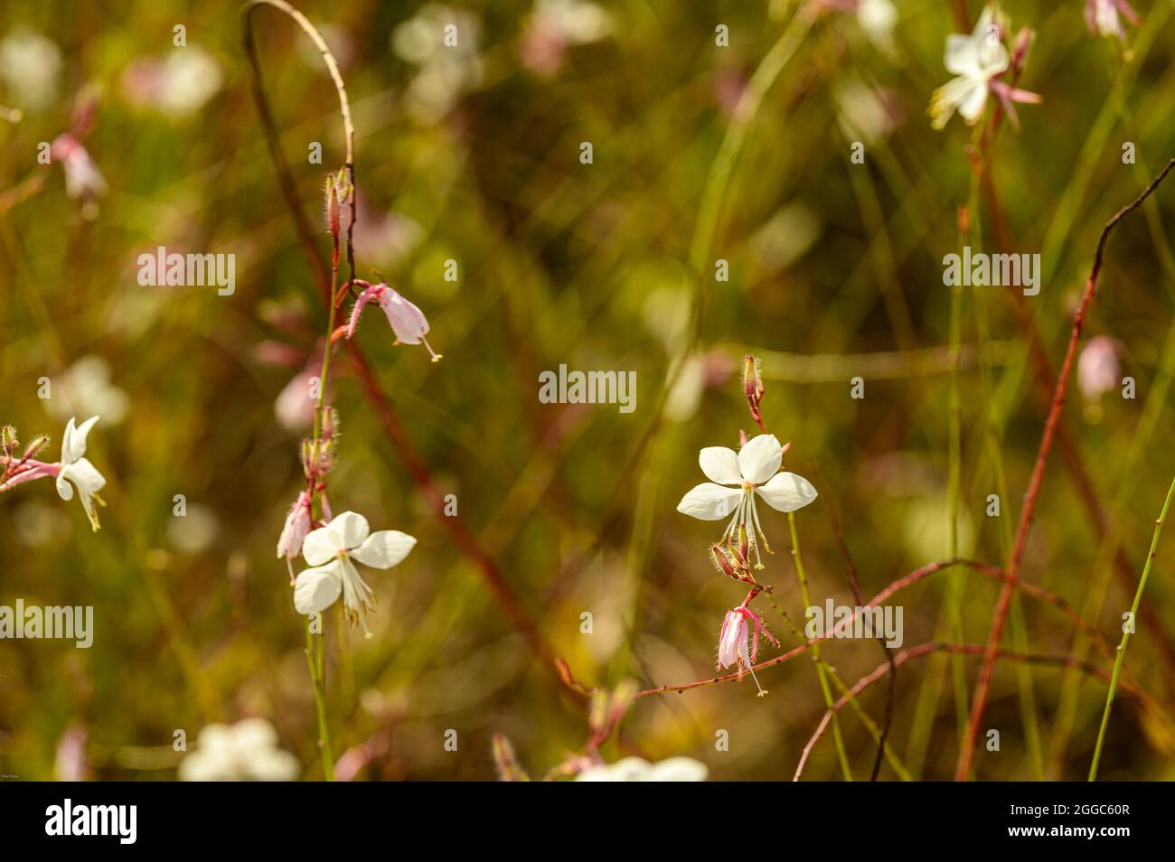 Shallow depth of field shot of many little spring flowers growing in ...