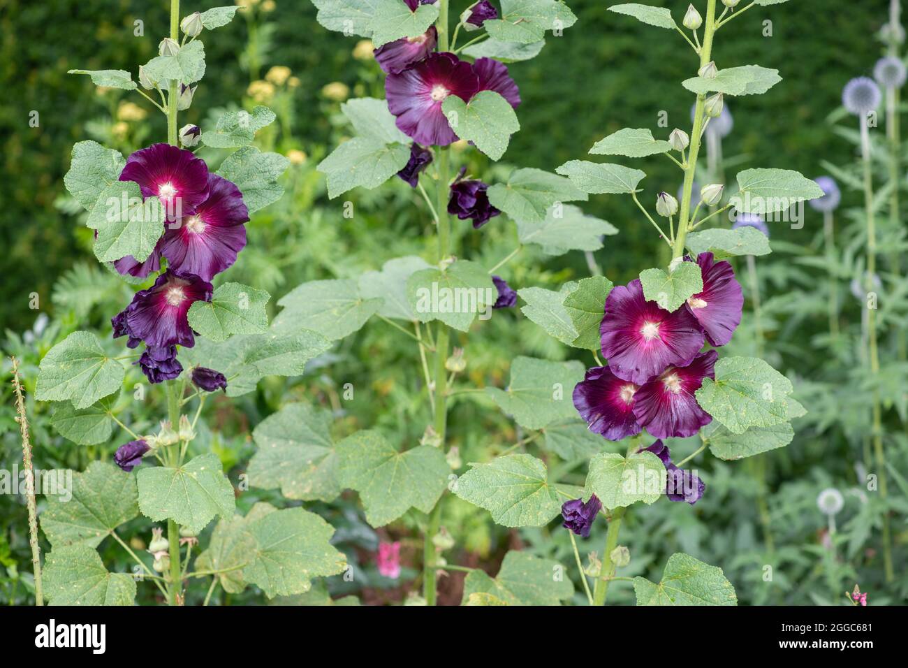Close up of purple common hollyhock (alcea rosea) flowers in bloom ...