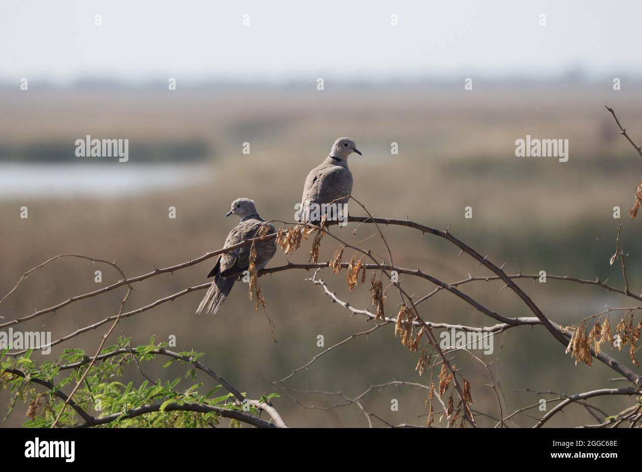 Pigeons perched on thorny dry branches Stock Photo - Alamy