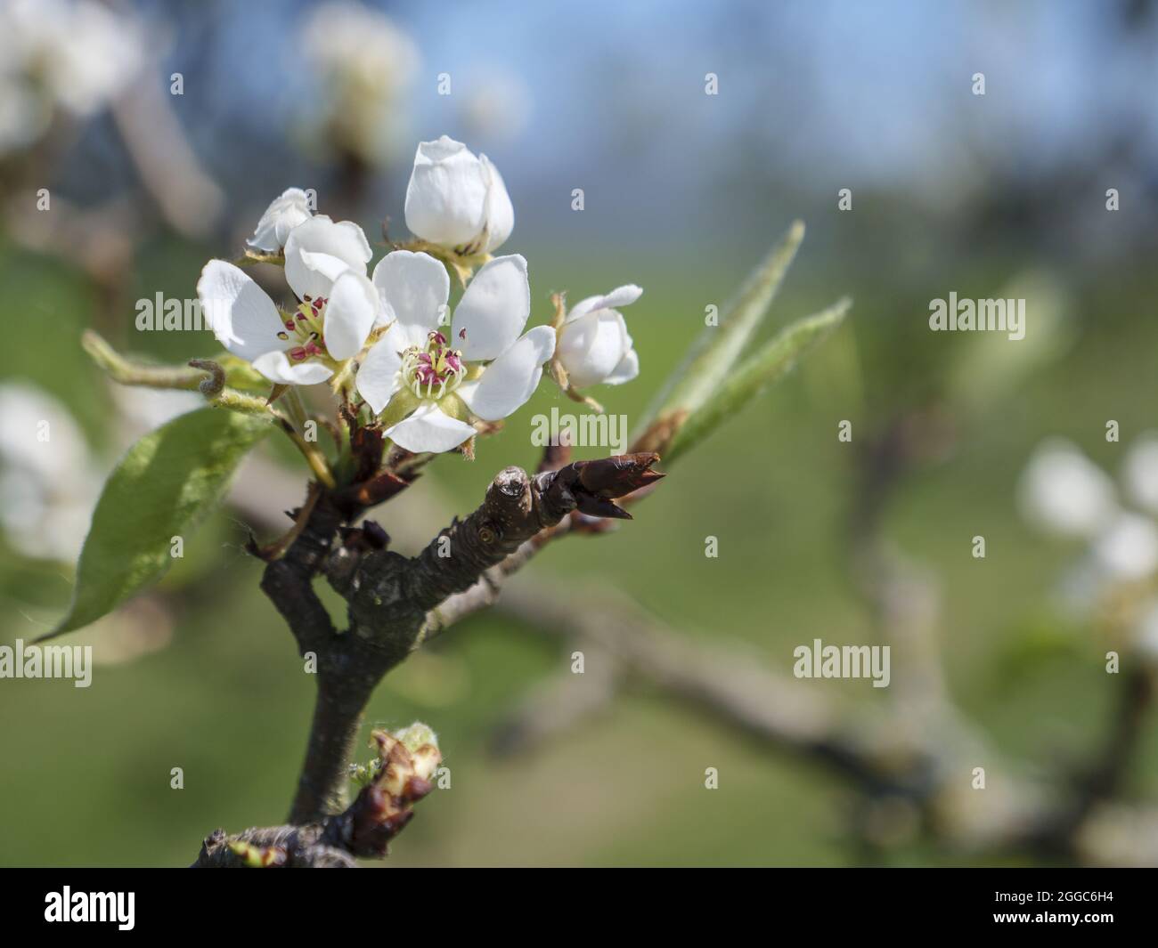 Selective focus shot of cherry blossom flowers on a branch of a tree ...