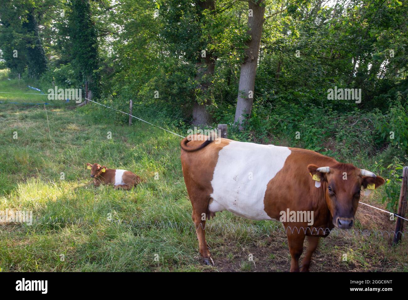 Lakenvelder cow with calf in field in Gelderland, Holland Stock Photo ...