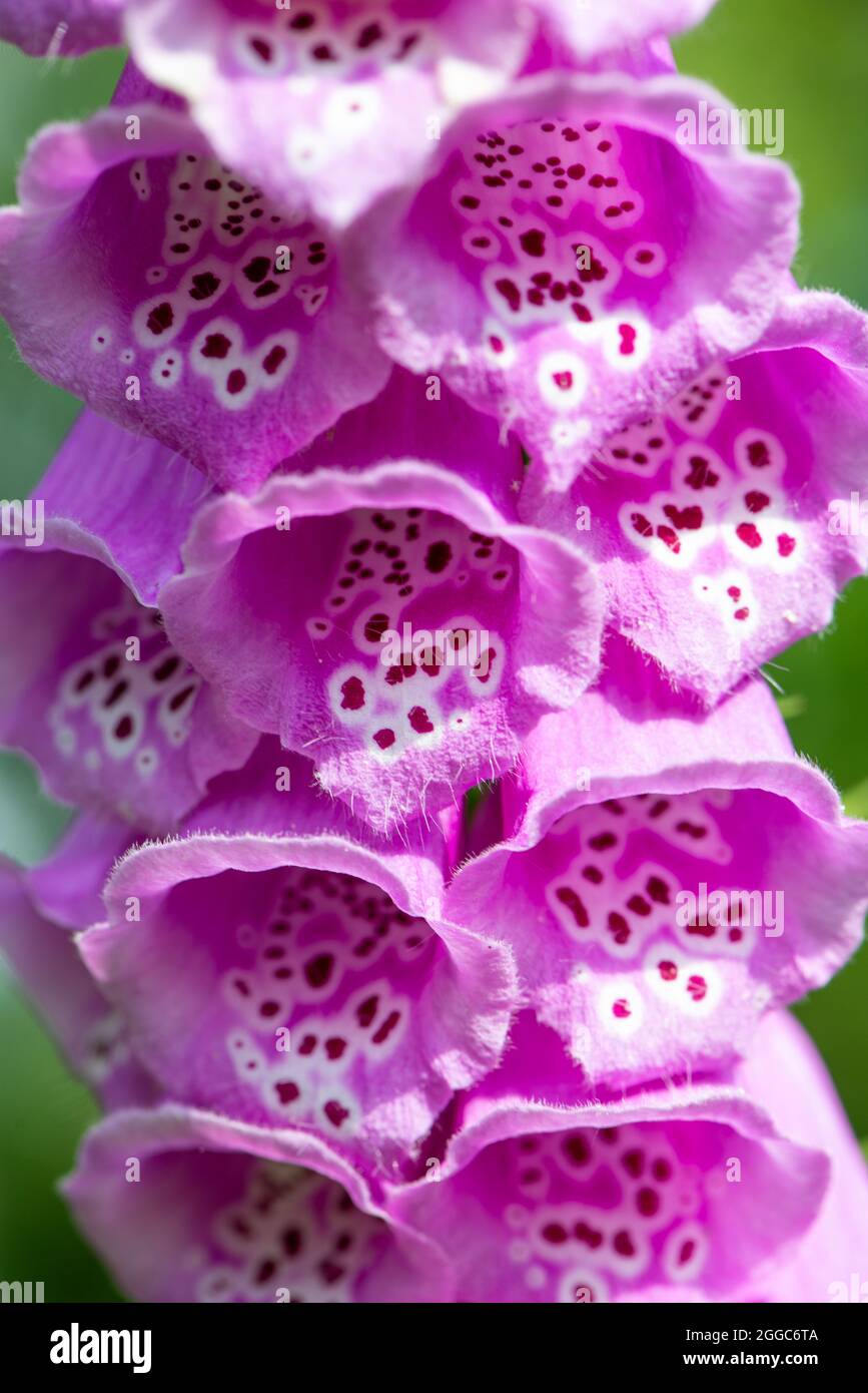 Purple foxglove flower hi-res stock photography and images - Alamy