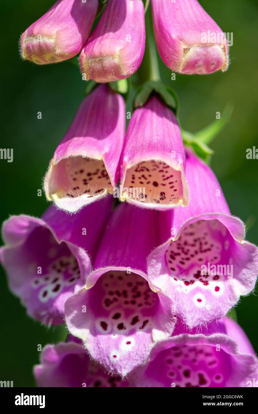 purple flower of foxclove in garden in Holland Stock Photo - Alamy