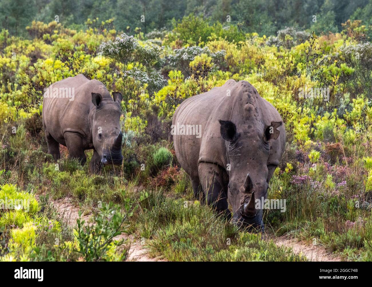 Mother white rhino leads Adolescent calf in thick bush Stock Photo - Alamy