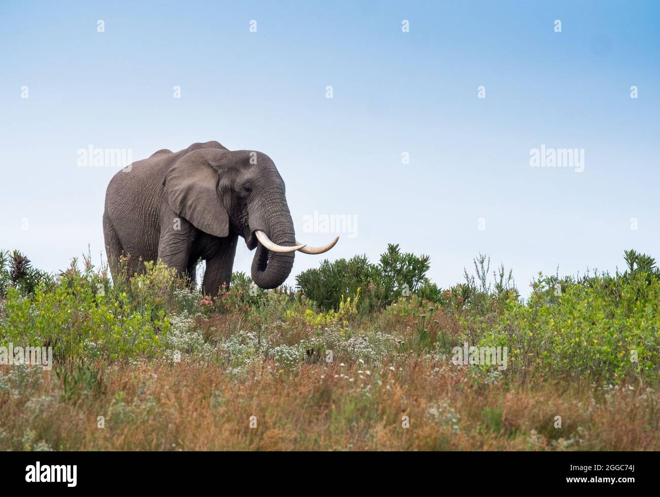 Big elephant bull with large tusks stands on a hill Stock Photo - Alamy