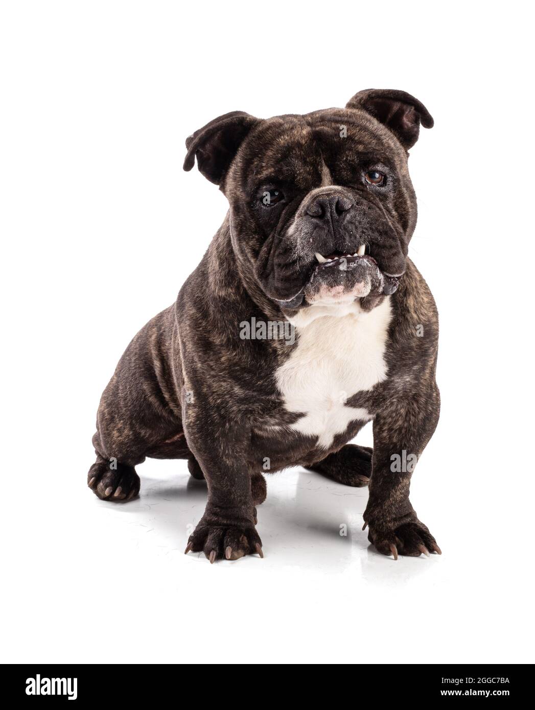 American bully dog Cut Out Stock Images & Pictures - Alamy
