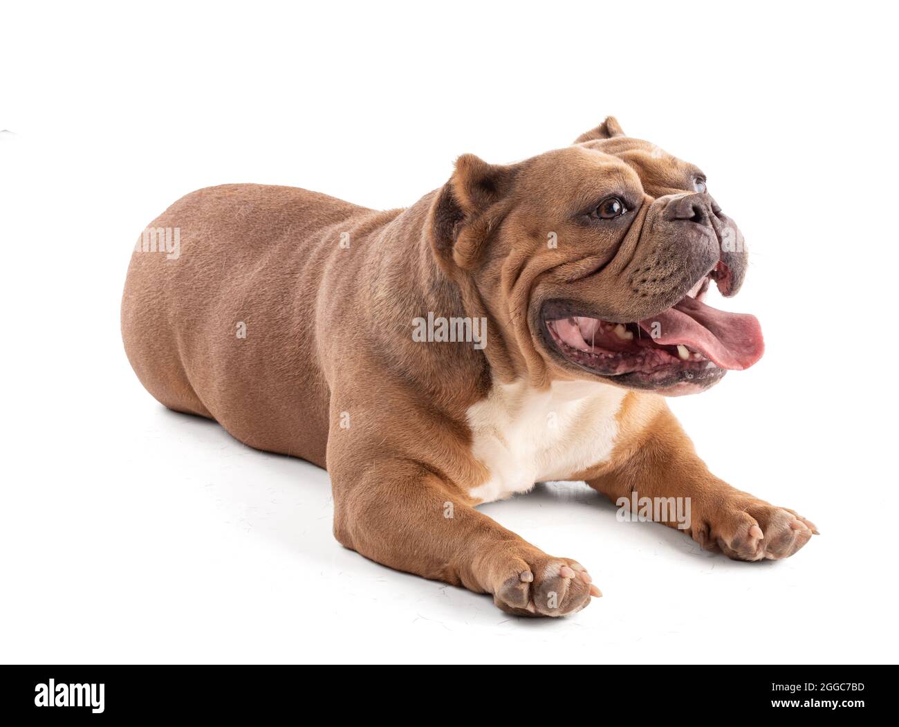 American bully dog hi-res stock photography and images - Alamy