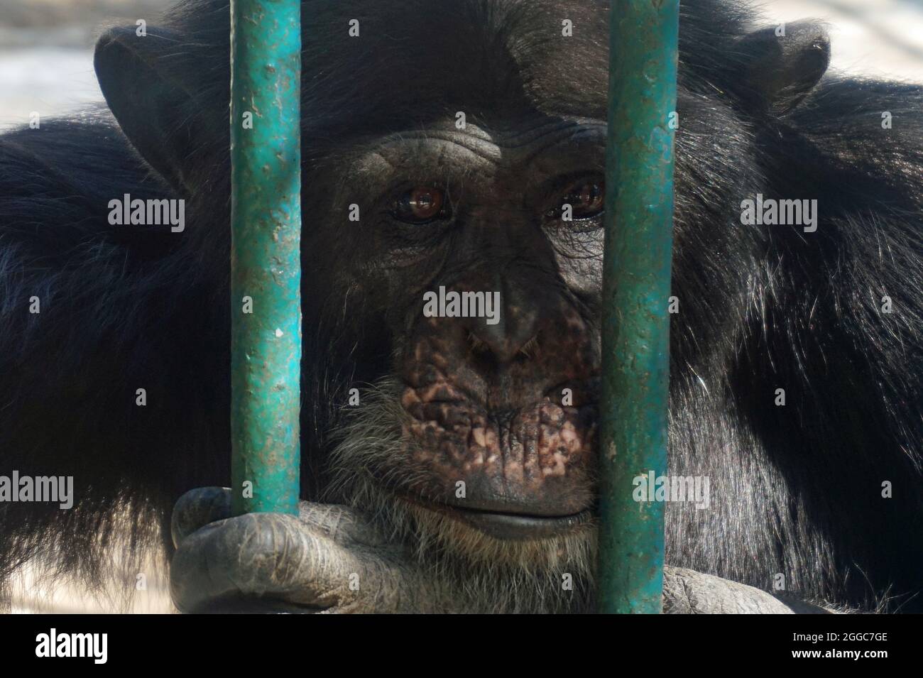 Ape in Cage at a Zoo in Senegal Stock Photo - Alamy