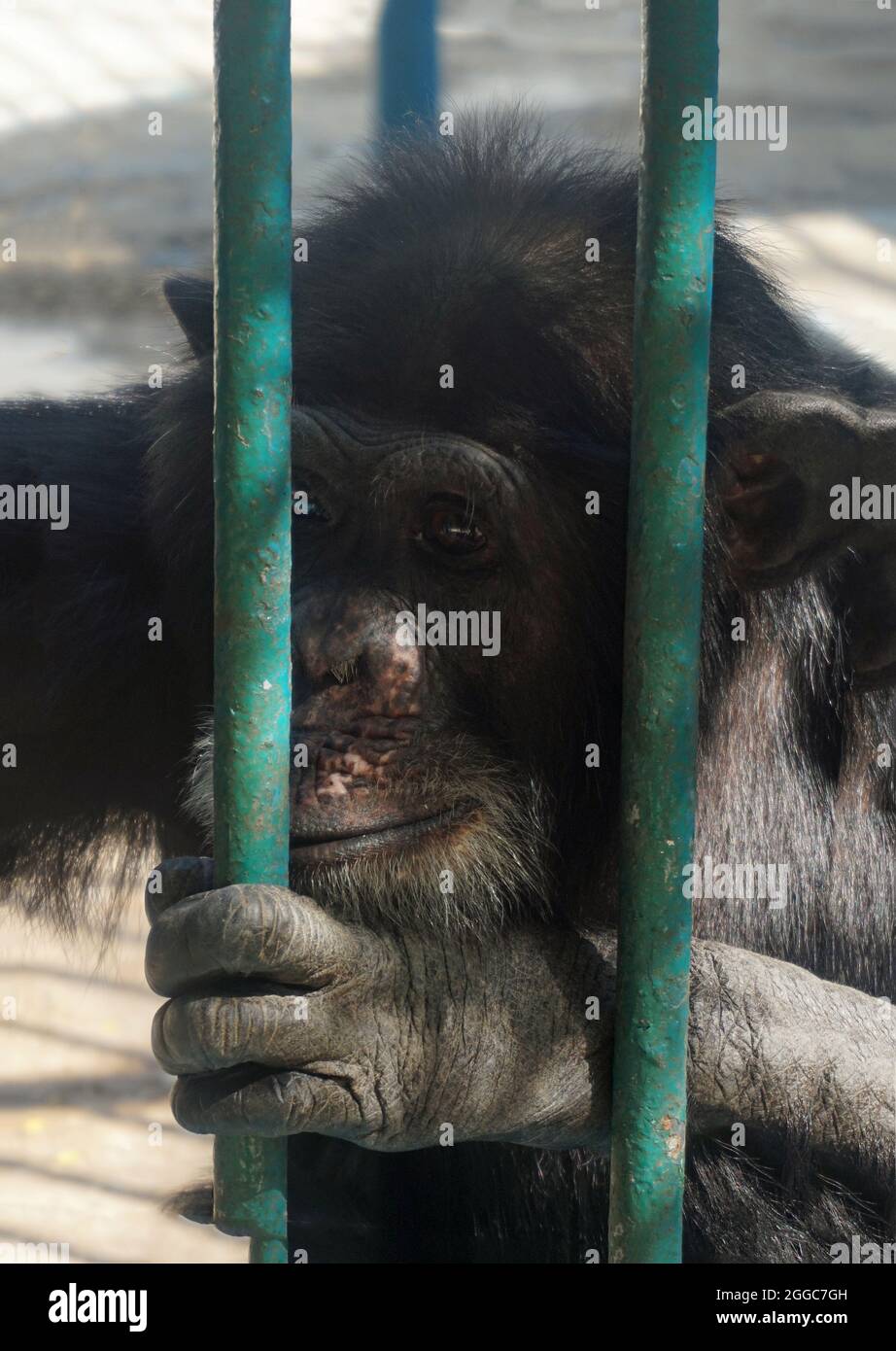 Ape in Cage at a Zoo in Senegal Stock Photo - Alamy