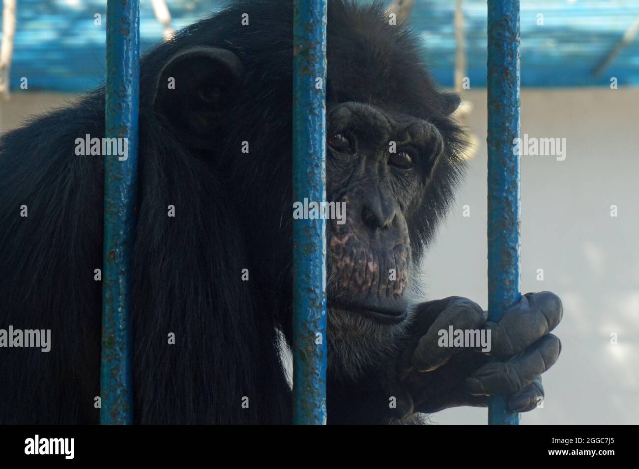 Ape behind bars in zoo hi-res stock photography and images - Alamy