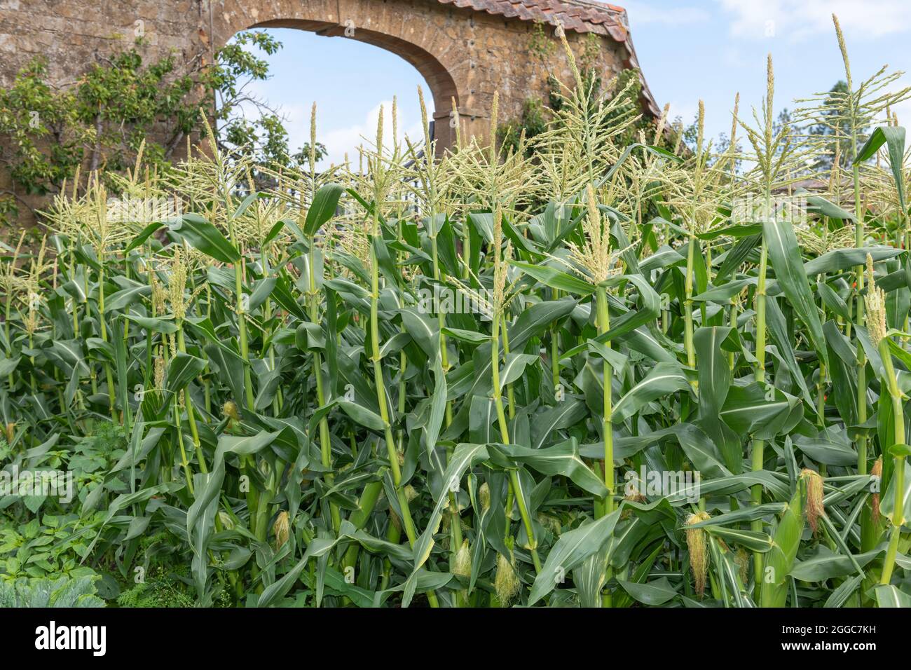 Close up of rows of maize in a walled garden Stock Photo - Alamy