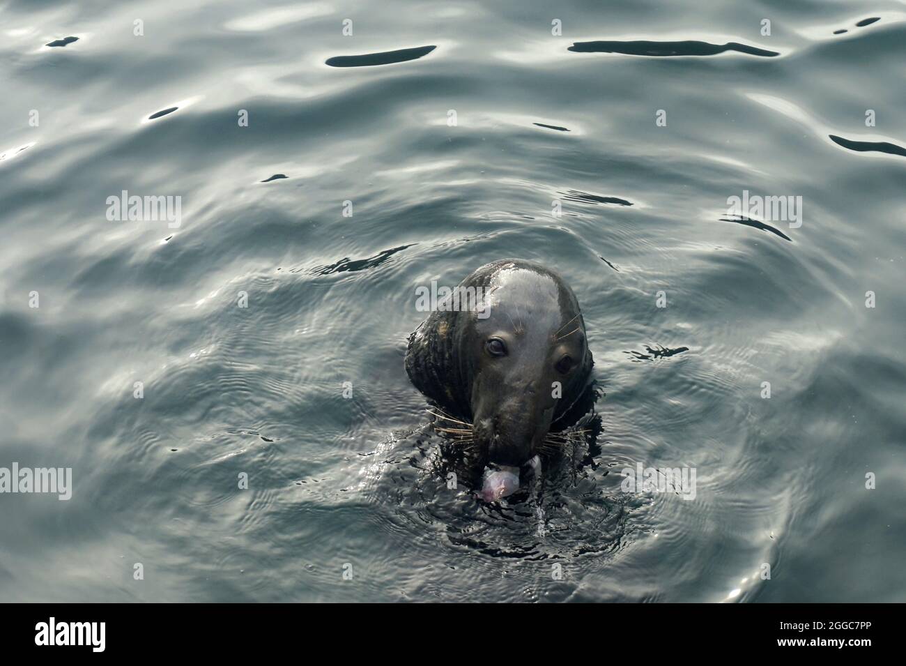 Seal eating fish hi-res stock photography and images - Alamy