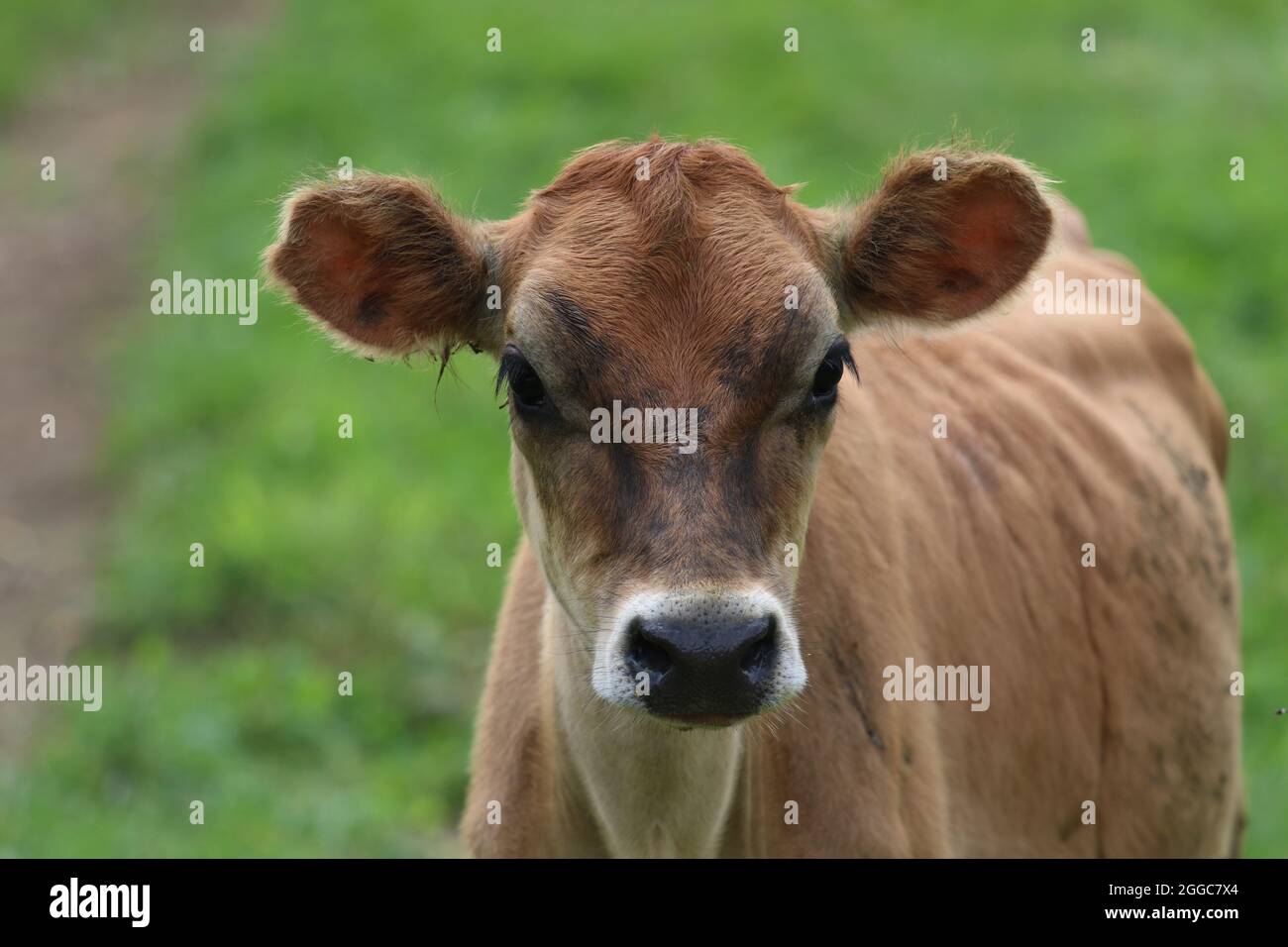 A Jersey cow in a pasture on a farm in summer Stock Photo - Alamy