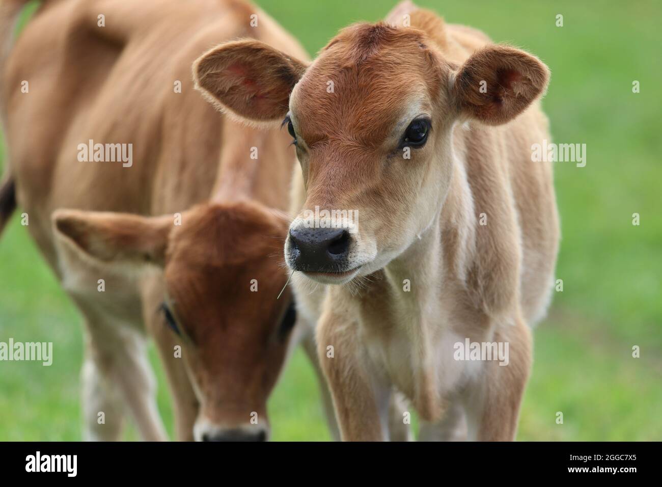 Jersey calves hi-res stock photography and images - Alamy