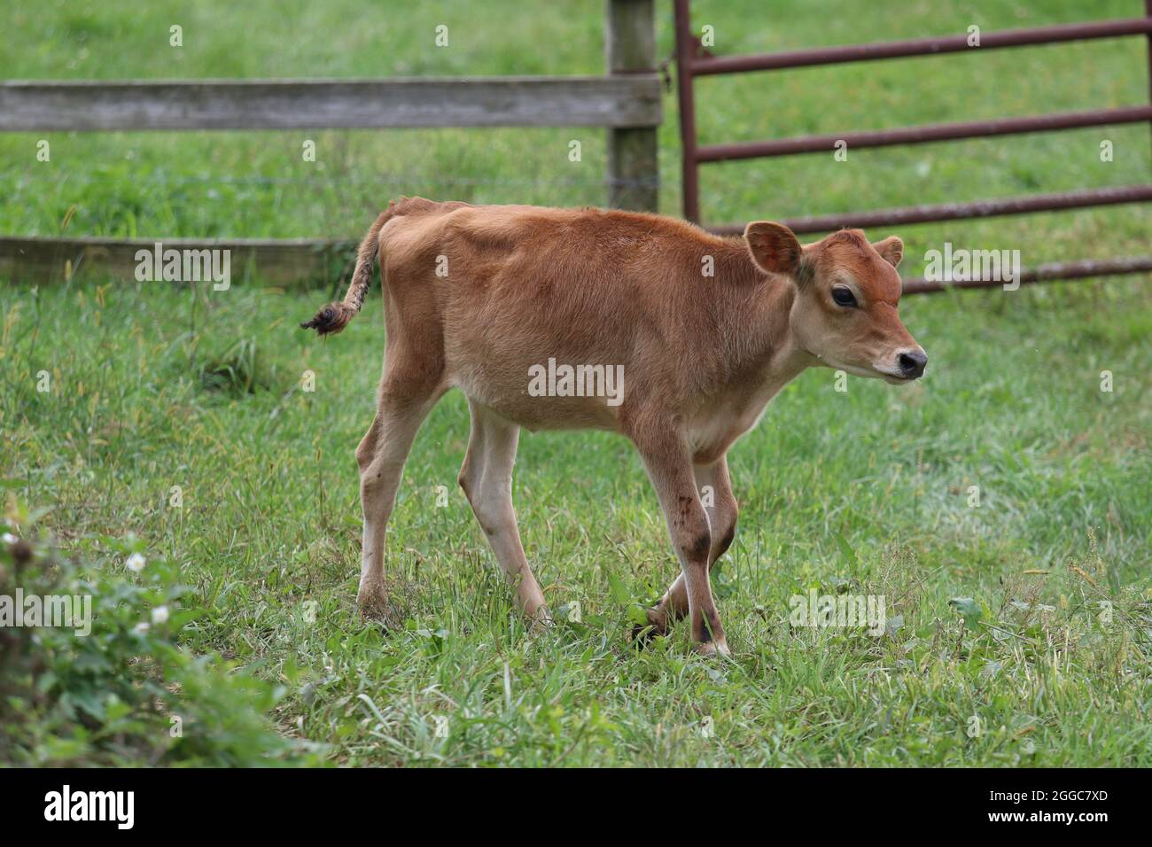Jersey calf in a cow pasture on a farm in summer Stock Photo - Alamy