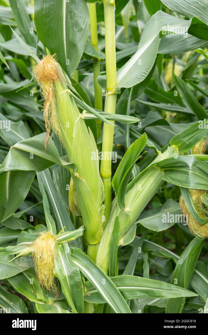 Female corn inflorescence hi-res stock photography and images - Alamy