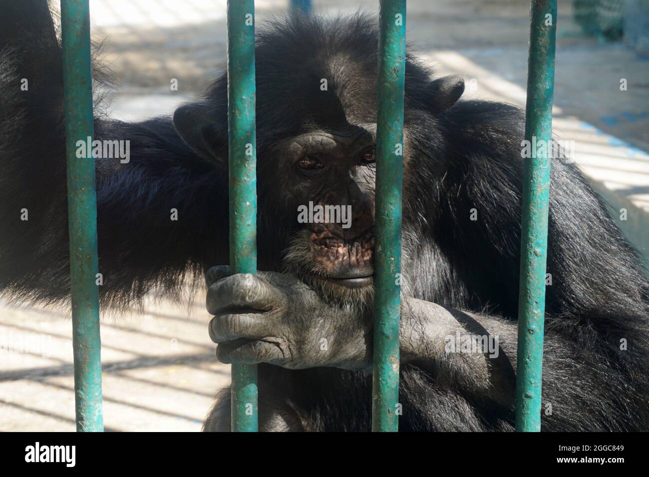 Zoo neglect hi-res stock photography and images - Alamy