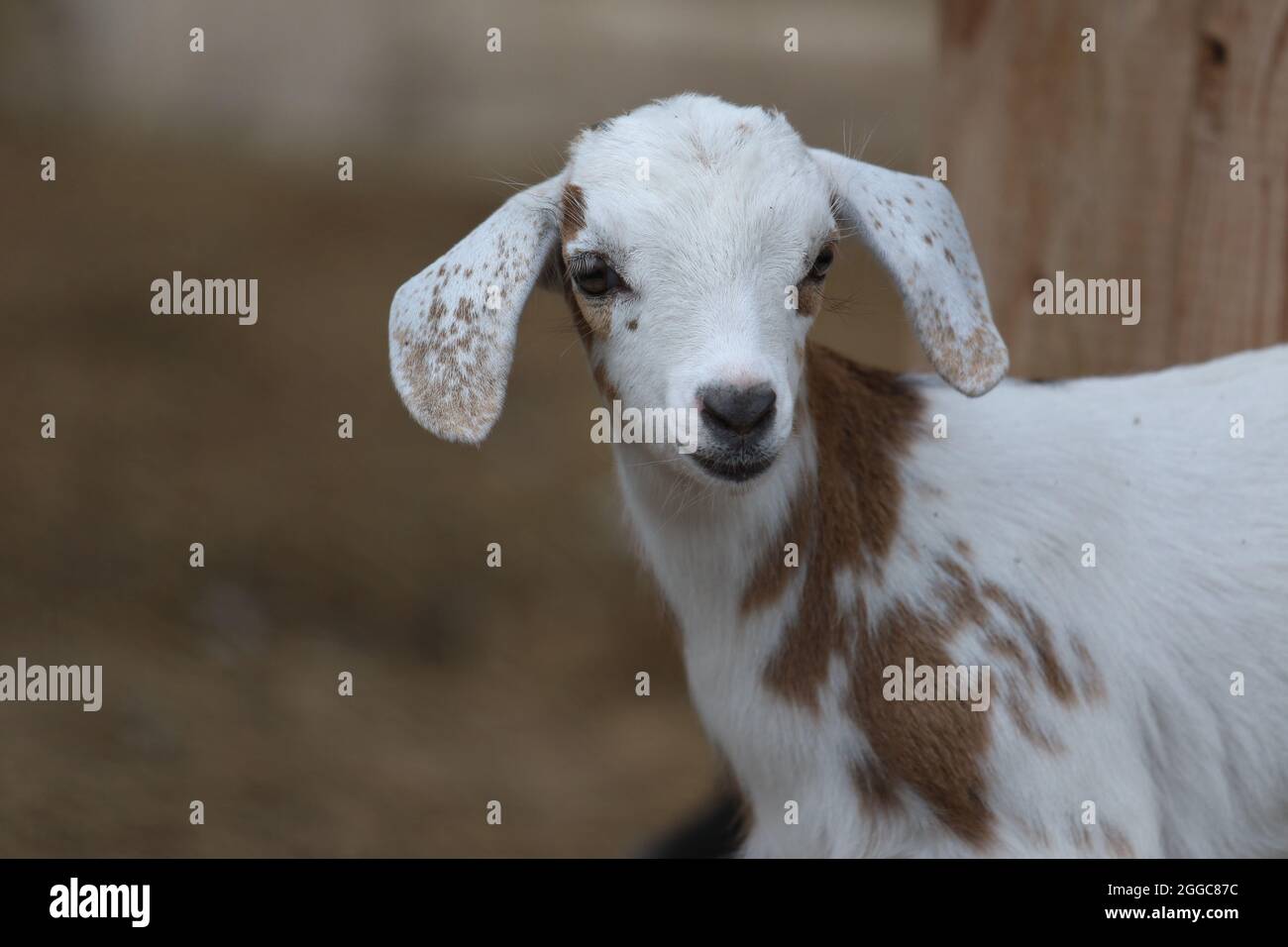 White Baby Goat