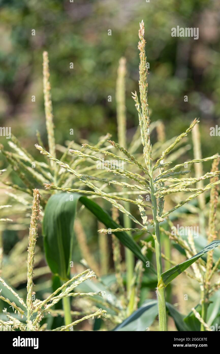 Maize male inflorescence close up hi-res stock photography and images ...