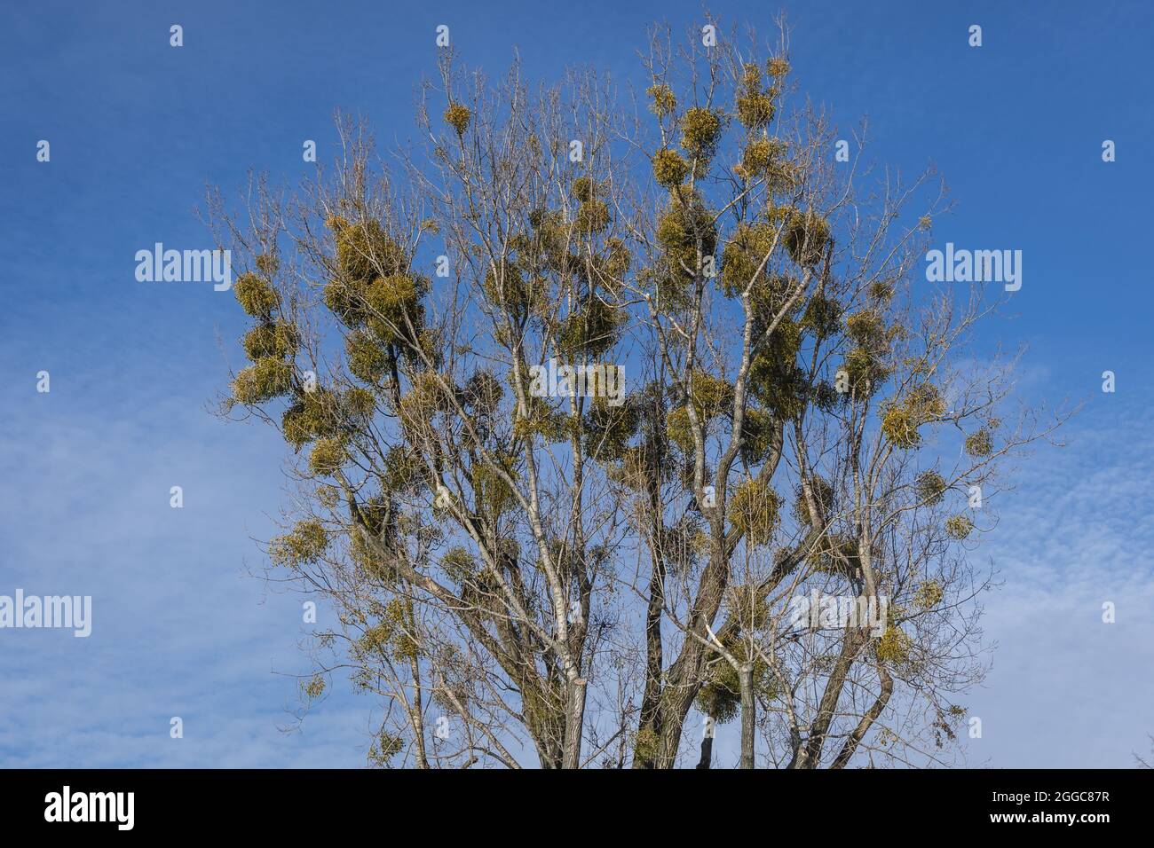 Mistletoes hi-res stock photography and images - Alamy
