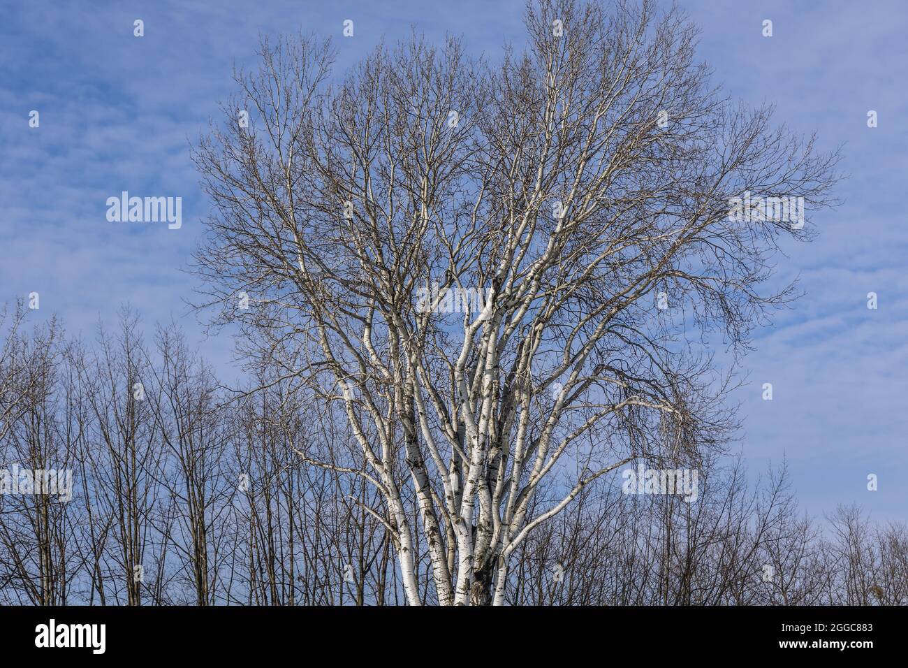 Huge branchy birch tree during sunny winter day Stock Photo - Alamy